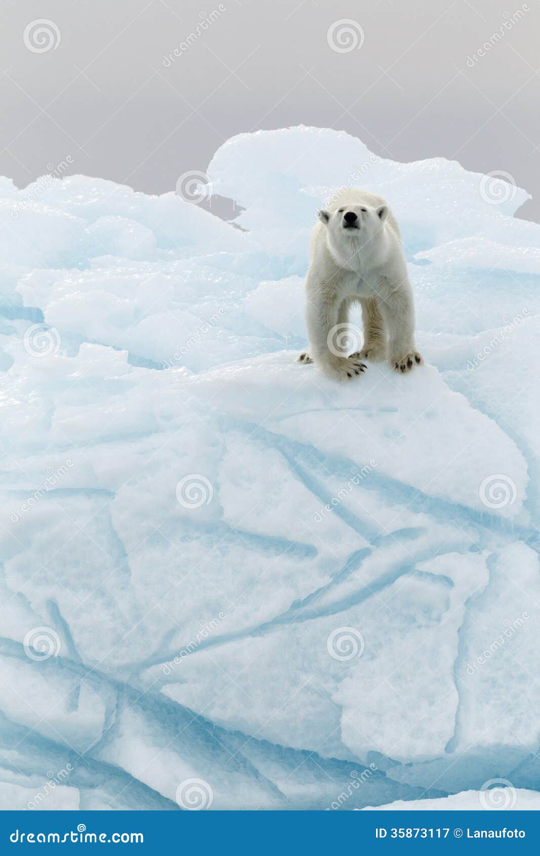 Polar bear in iceberg stock image. Image of nature, blue - 35873117