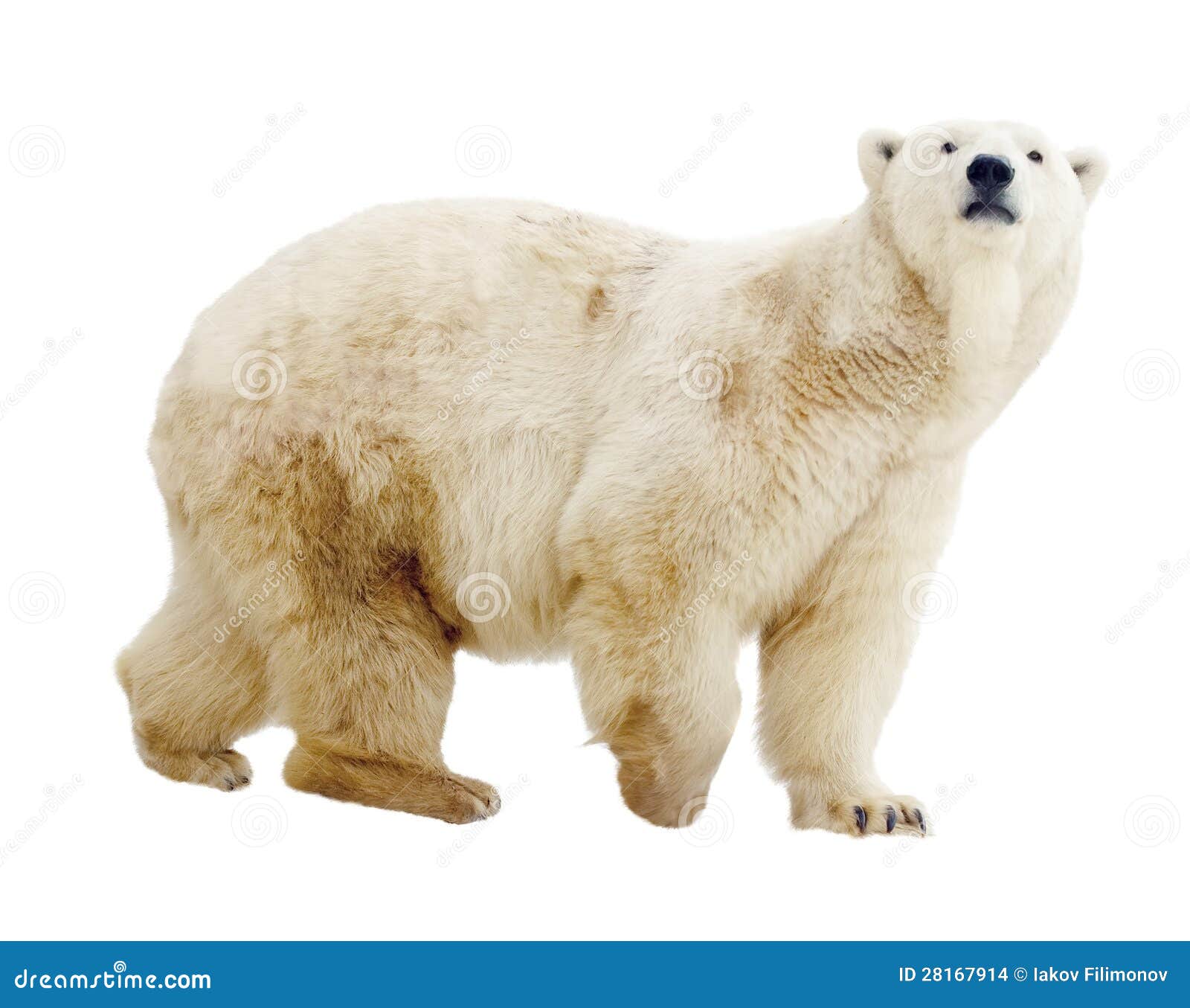 Polar Bear. Isolated Over White Stock Photo - Image of mammal, predator ...