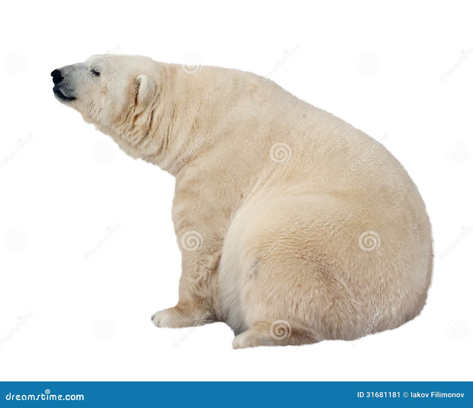 Polar Bear. Isolated Over White Stock Image - Image of wild, power ...