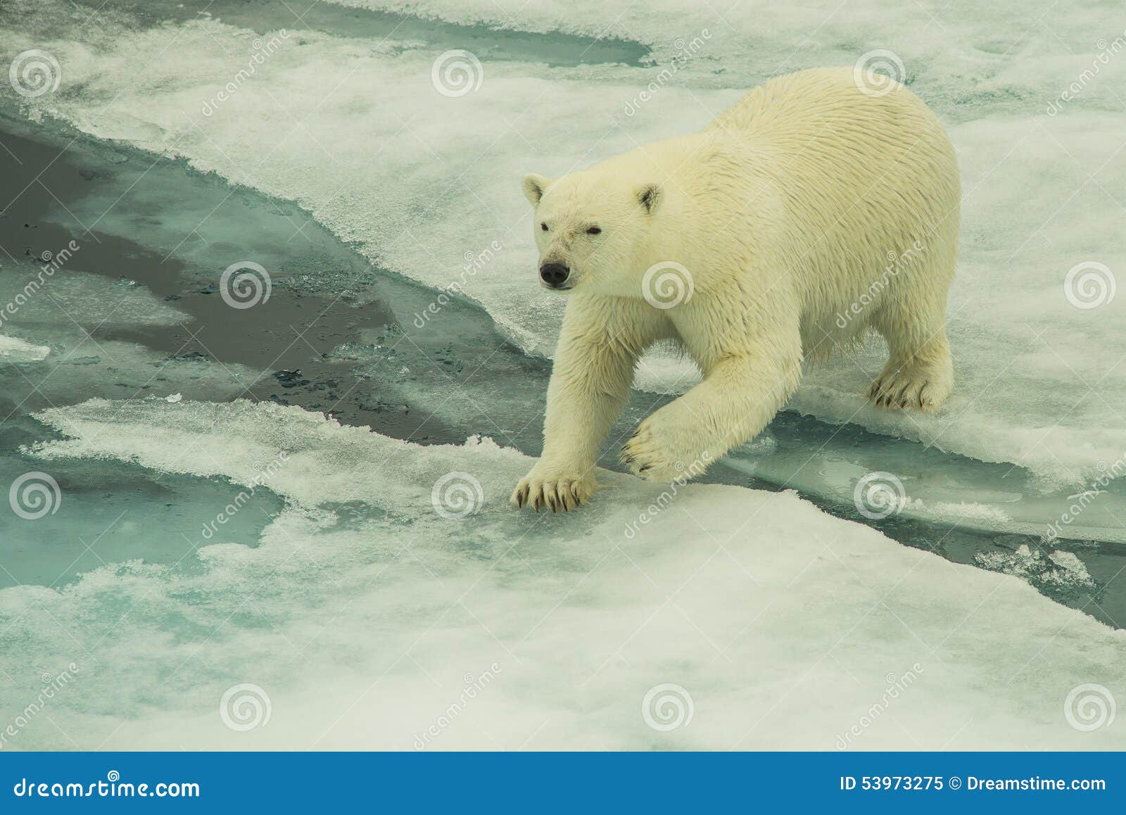 Polar bear jumping stock image. Image of floe, jumps - 53973275