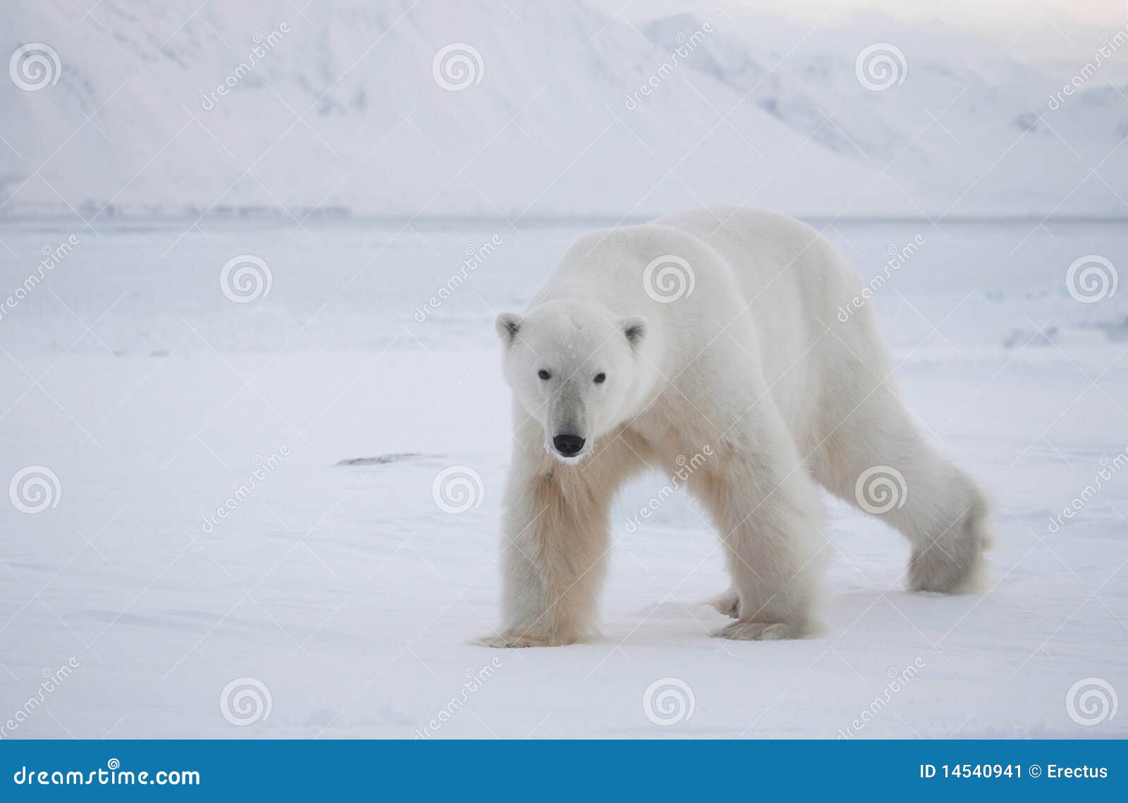 Polar Bear, King of the Arctic Stock Image - Image of svalbard, animal ...