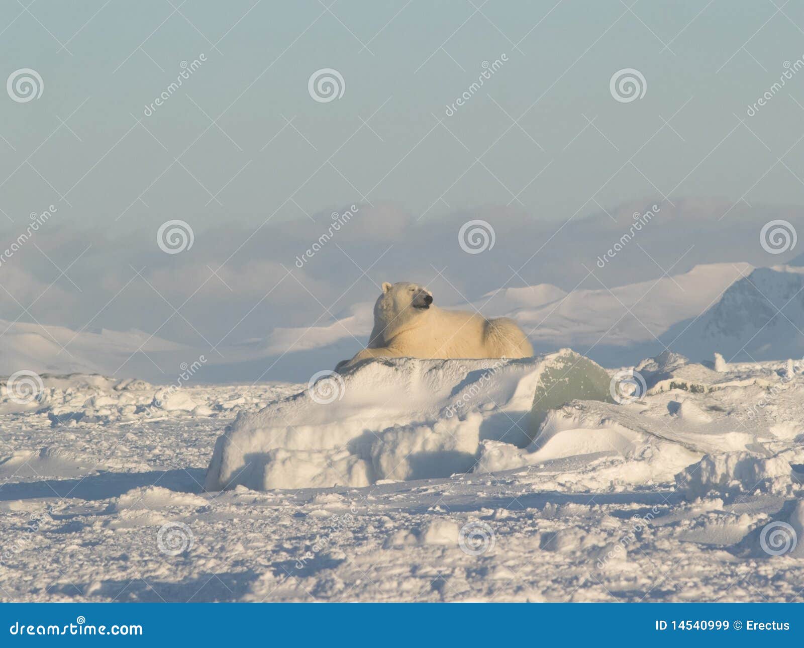 Polar Bear, King of the Arctic Stock Image - Image of animal, white ...