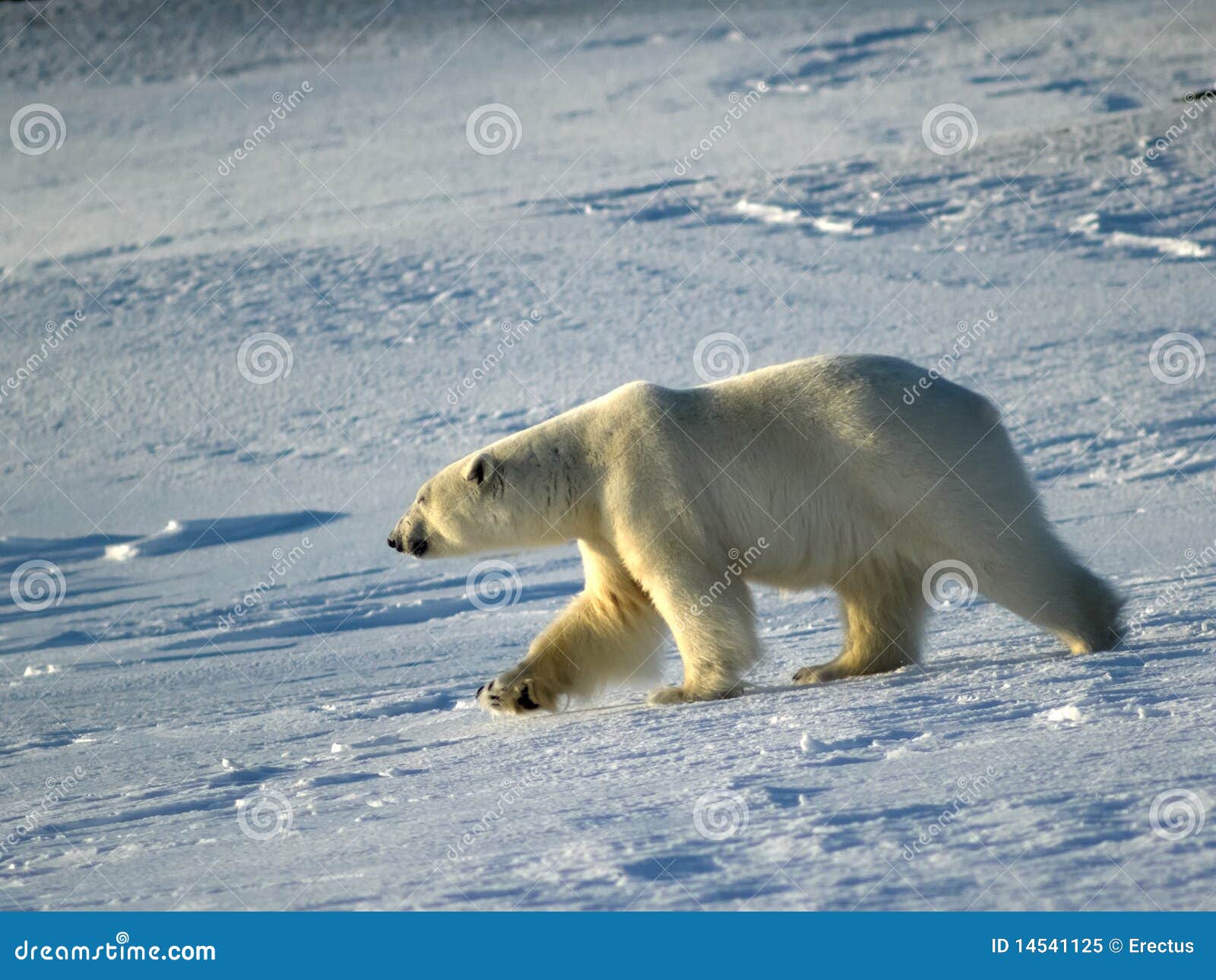 Polar Bear, King of the Arctic Stock Image - Image of wildlife, polar ...