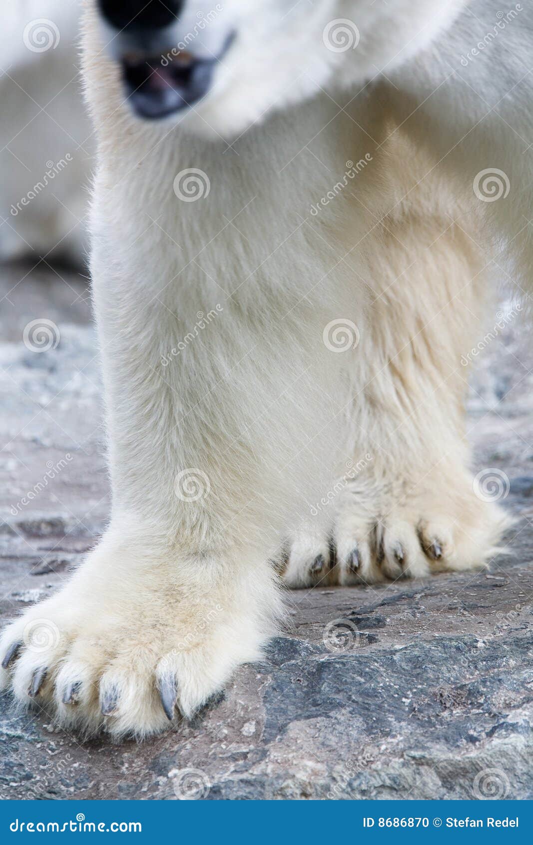 Polar Bear Legs Stock Photo - Image: 8686870