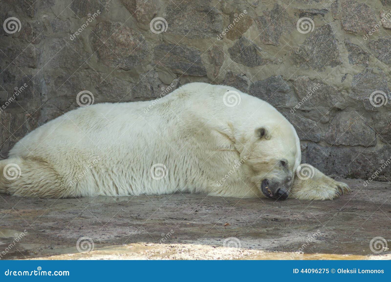 Polar bear stock image. Image of lies, strong, asleep - 44096275