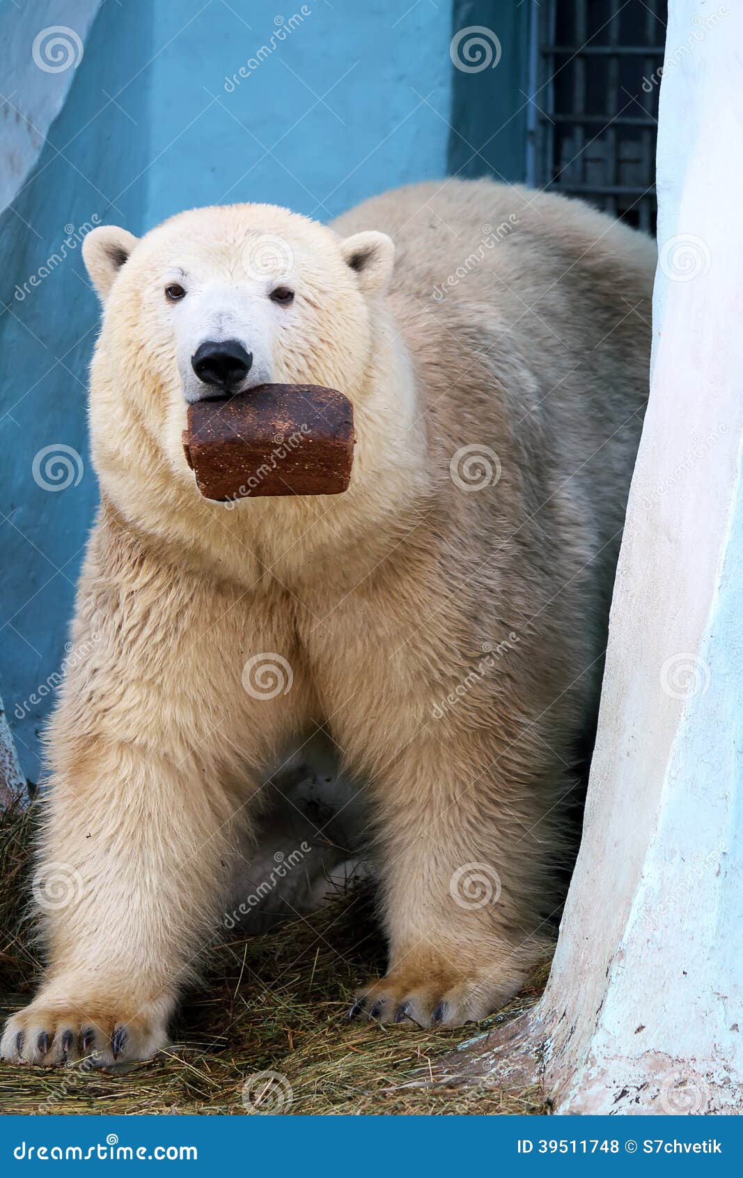 Polar Bear Loaf Bread Photos - Free & Royalty-Free Stock Photos from ...