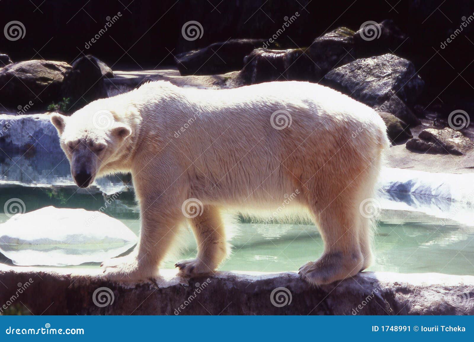 Polar Bear.Look. stock image. Image of chilly, swimmer - 1748991