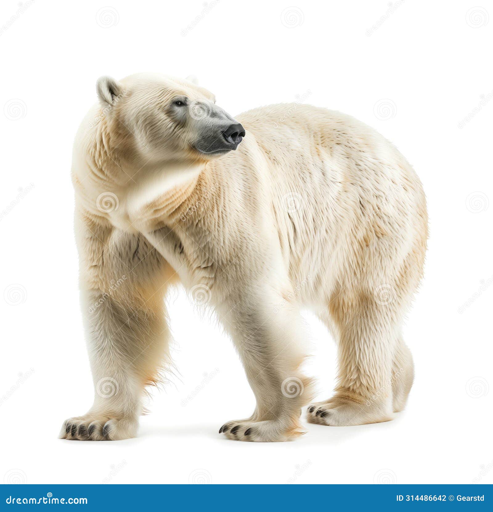 Polar Bear Looking Back Over Shoulder Isolated Stock Photo - Image of ...