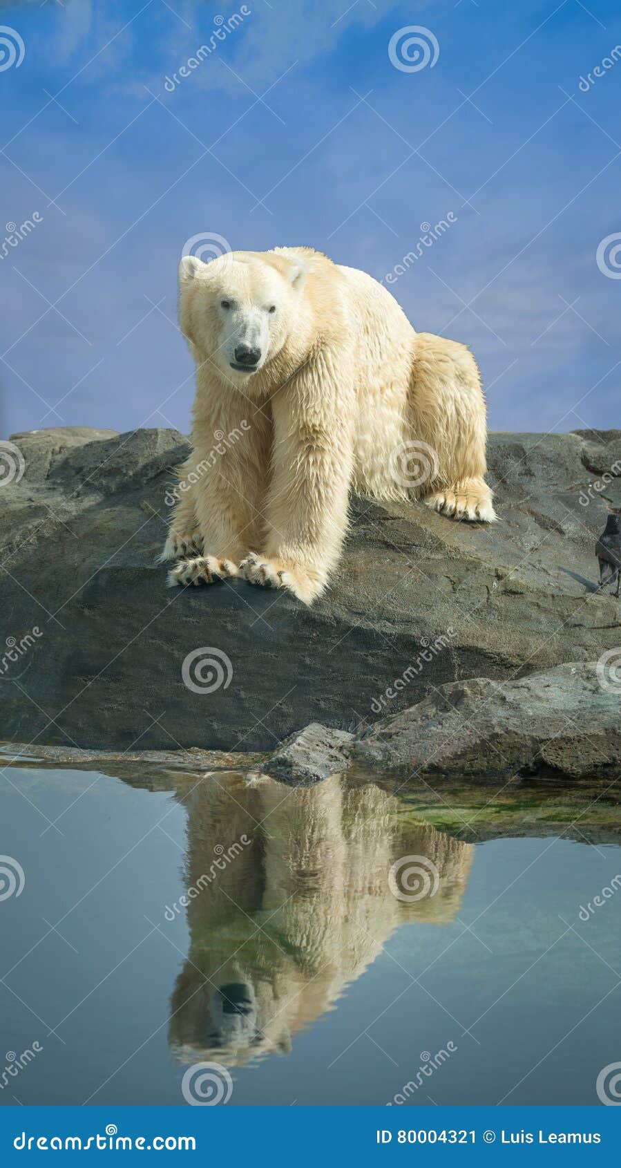 Polar Bear Looking into the Camera Stock Image - Image of churchill ...