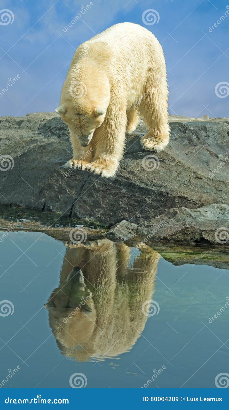 Polar Bear Looking at His Reflection Stock Image - Image of alaska ...