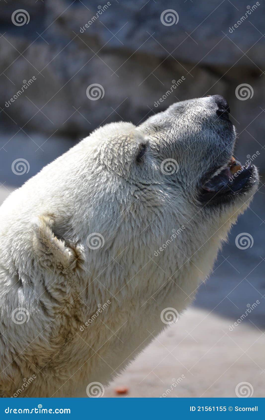 Polar Bear Looking Up stock image. Image of peaceful - 21561155
