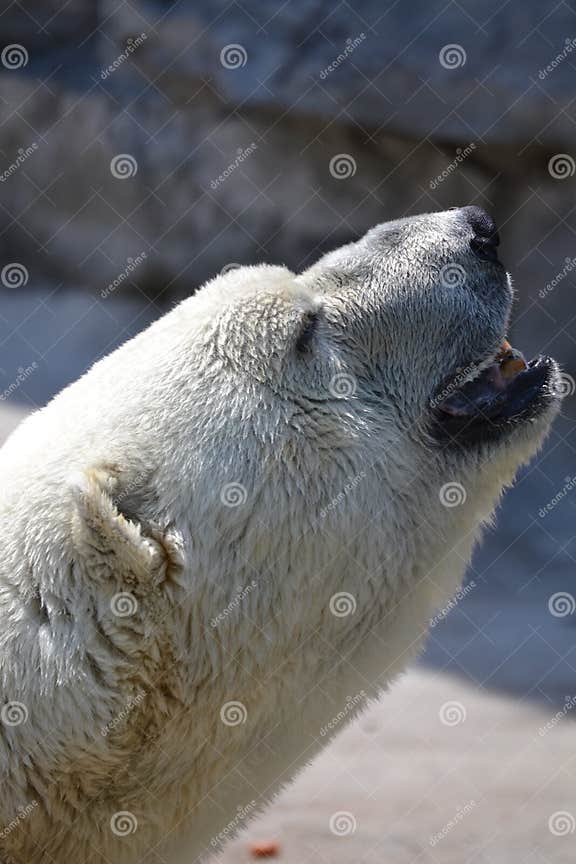 Polar Bear Looking Up stock image. Image of peaceful - 21561155