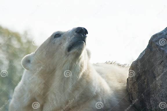 Polar bear looking up stock photo. Image of predator, bearskin - 7440104