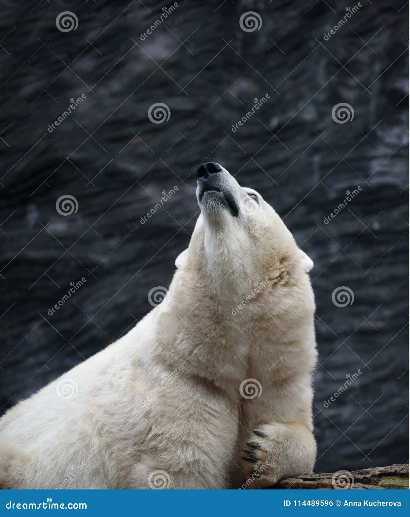 Polar bear looking up stock photo. Image of copy, head - 114489596