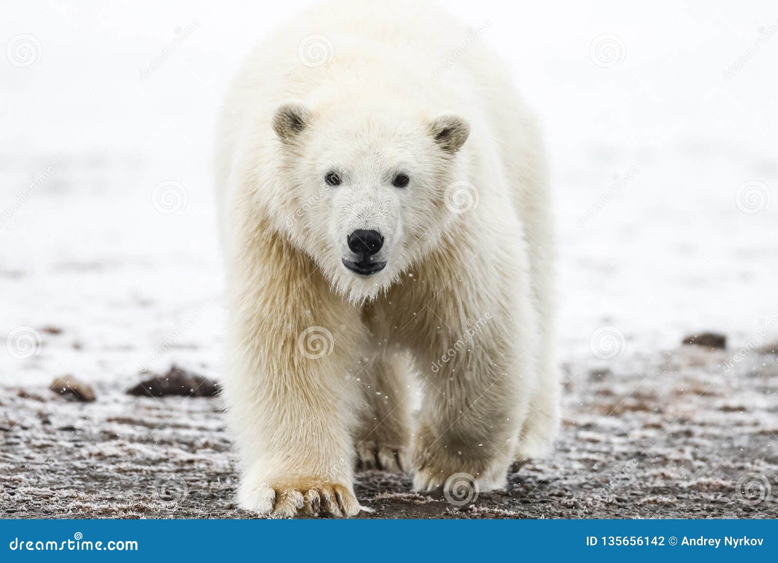 Polar Bear, Northern Arctic Predator Stock Photo - Image of childhood ...