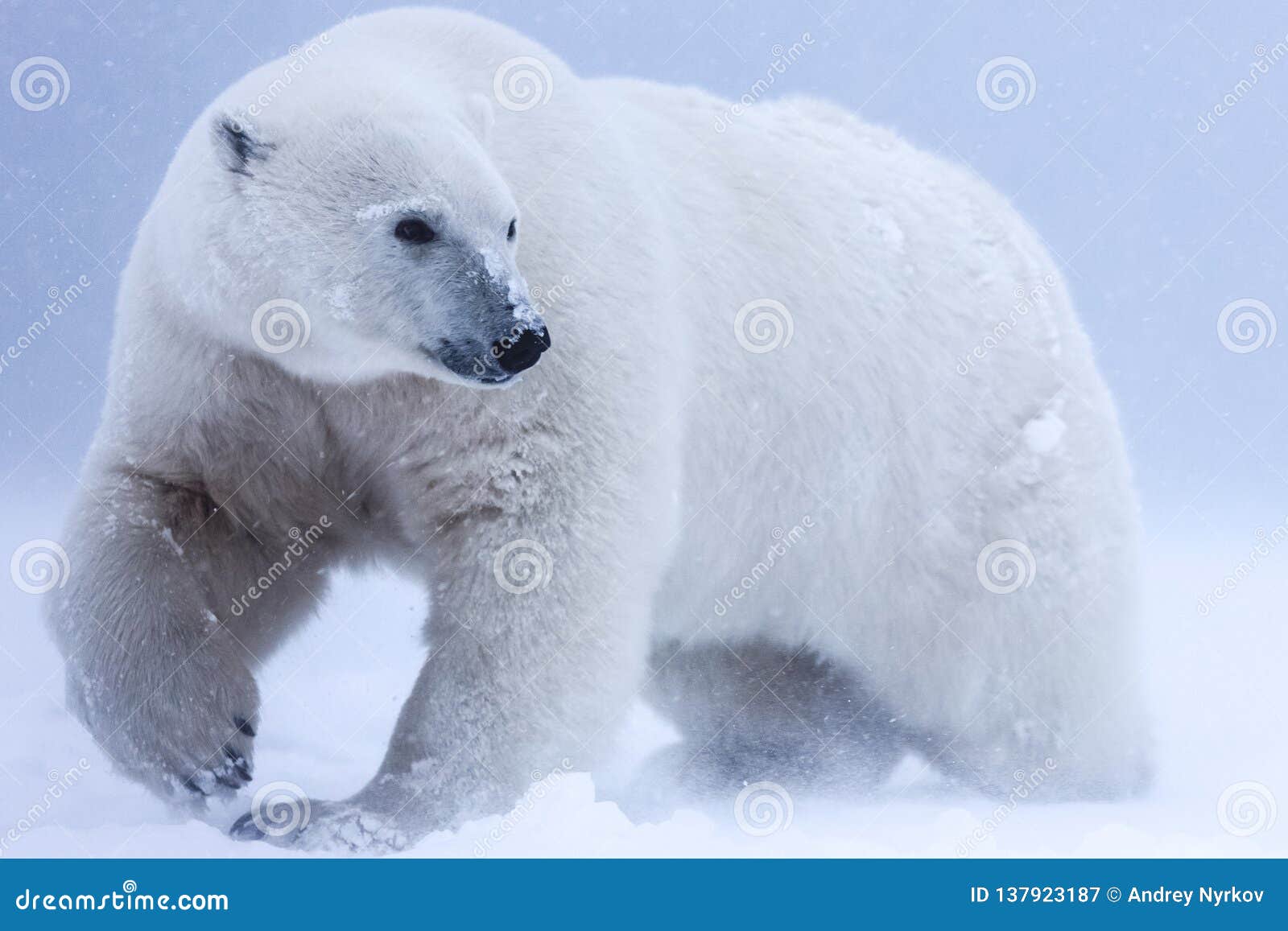 Polar Bear, Northern Arctic Predator Stock Image - Image of childhood ...