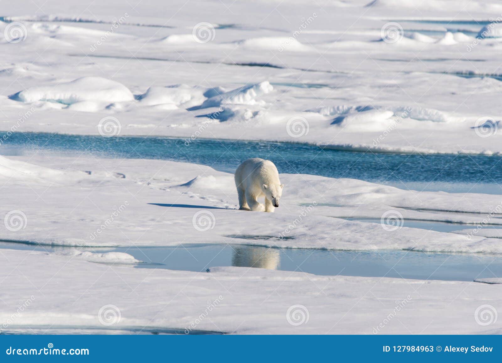 Polar bear on the pack ice stock image. Image of island - 127984963