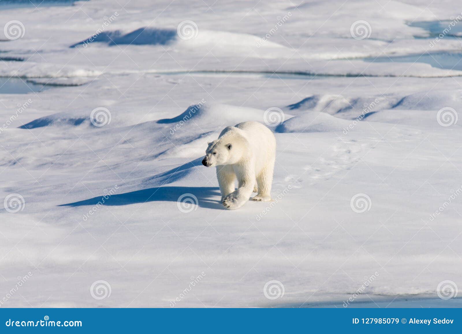 Polar bear on the pack ice stock image. Image of island - 127985079
