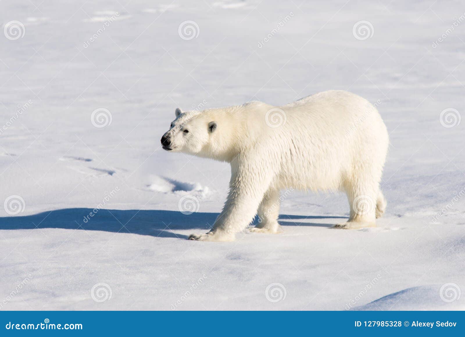 Polar bear on the pack ice stock photo. Image of bears - 127985328