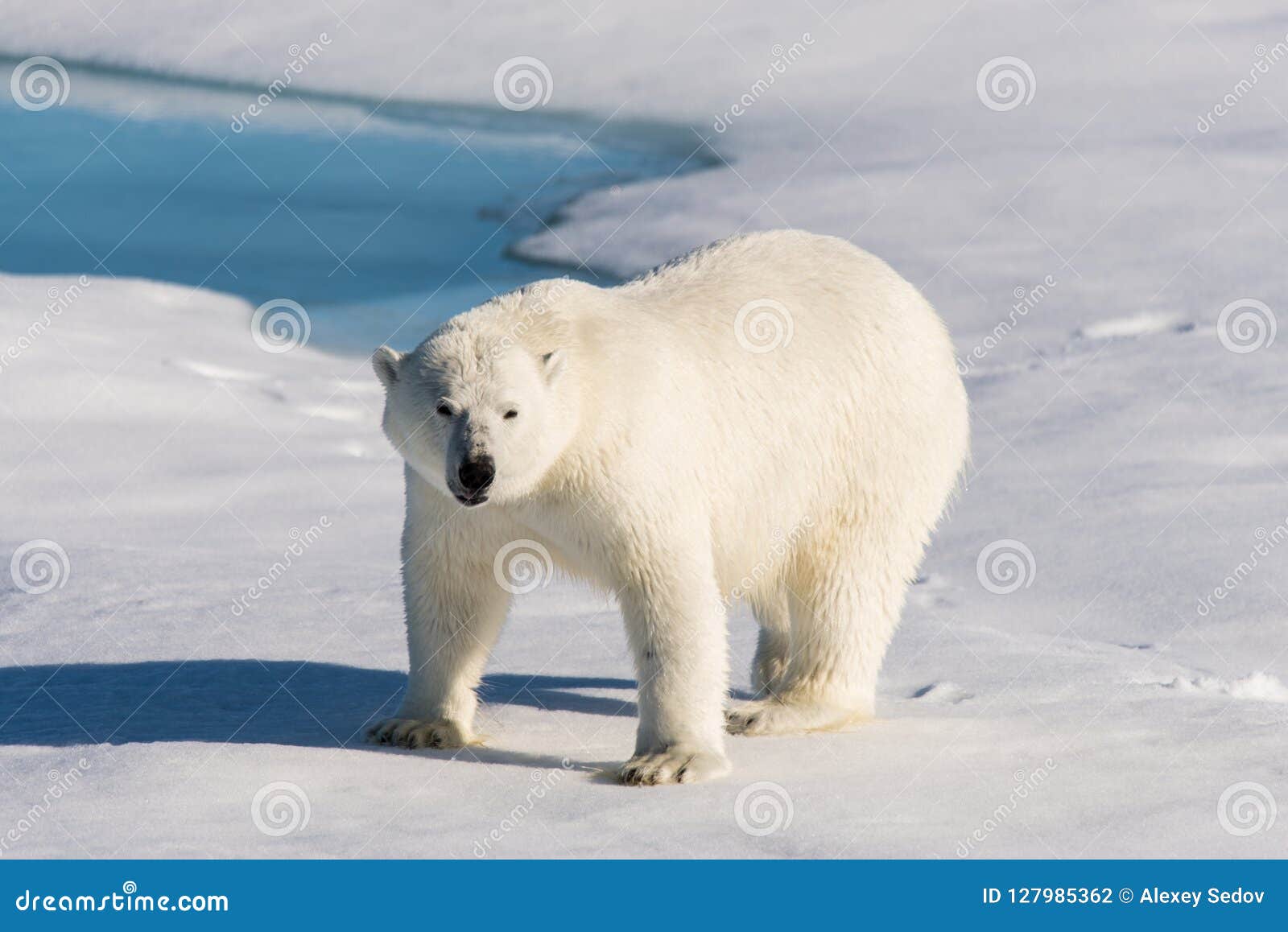 Polar bear on the pack ice stock photo. Image of polar - 127985362