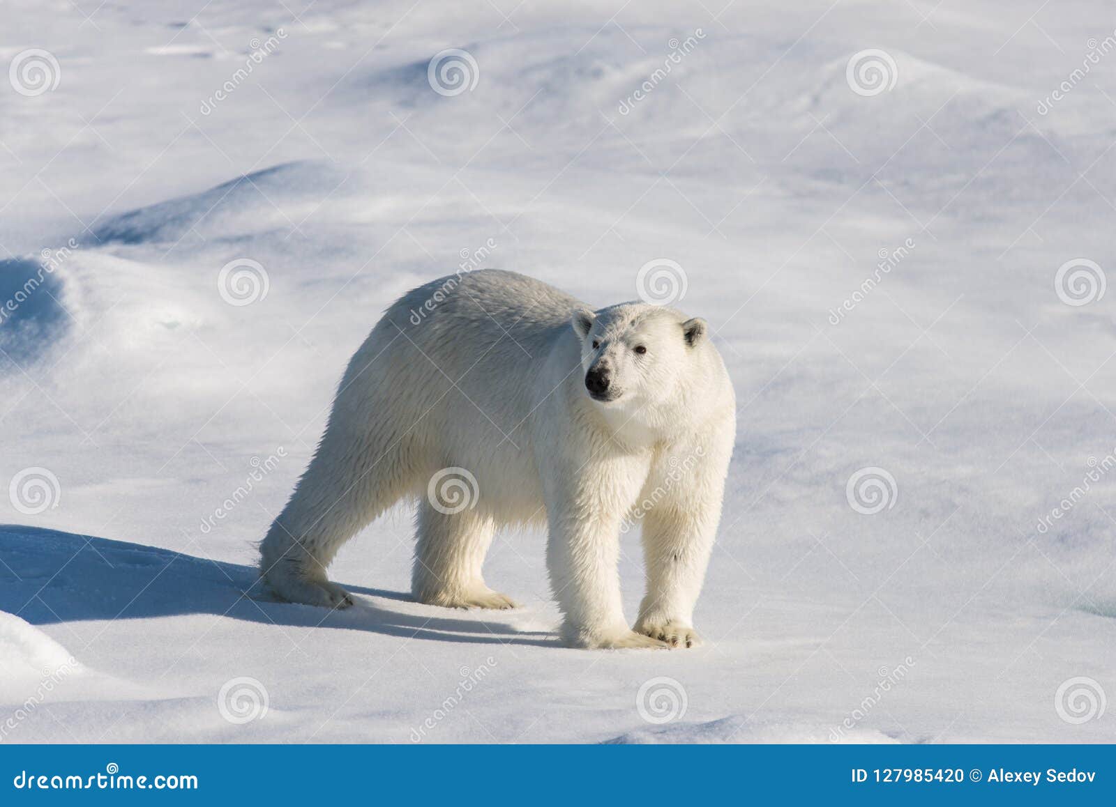 Polar bear on the pack ice stock photo. Image of bear - 127985420
