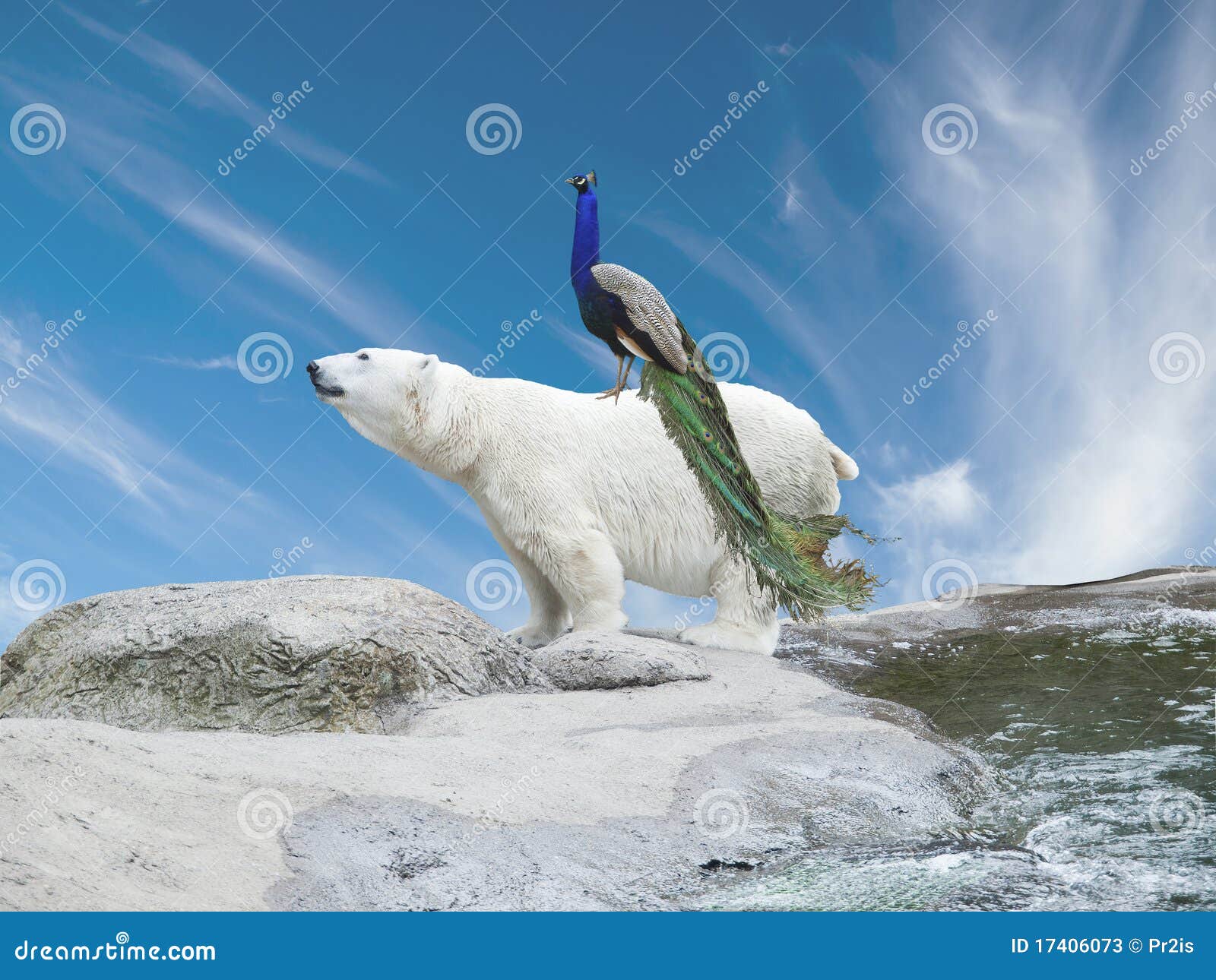 Polar bear and peacock stock image. Image of feather - 17406073