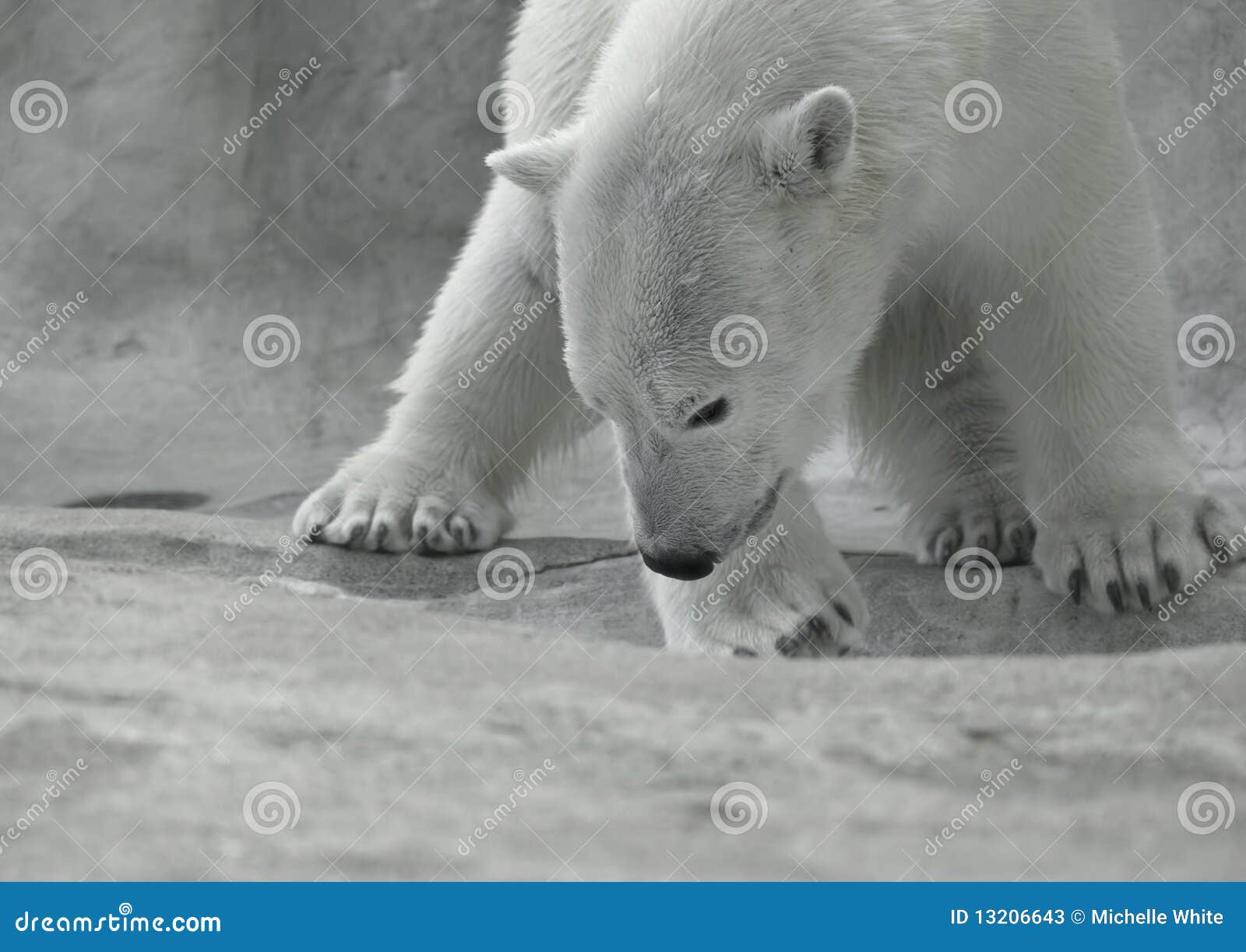 Polar Bear at Play stock image. Image of white, rock - 13206643
