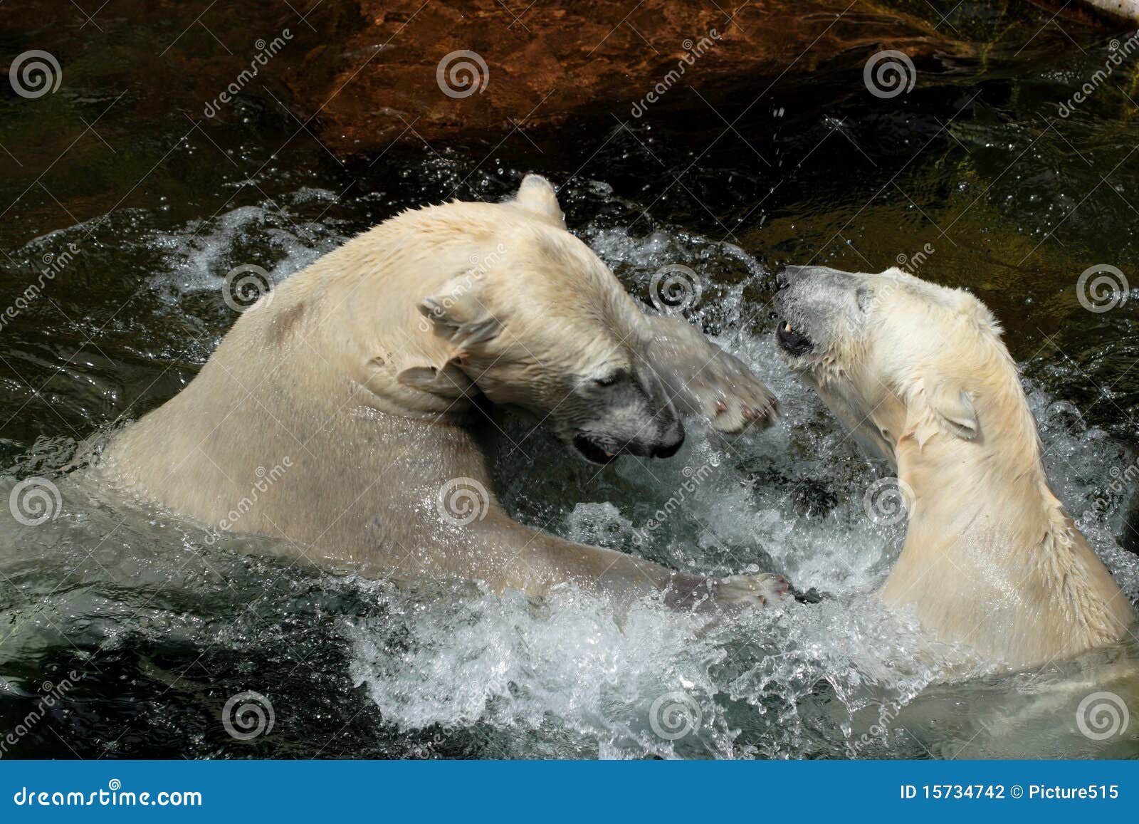 Polar bear-play fight stock photo. Image of action, mammals - 15734742