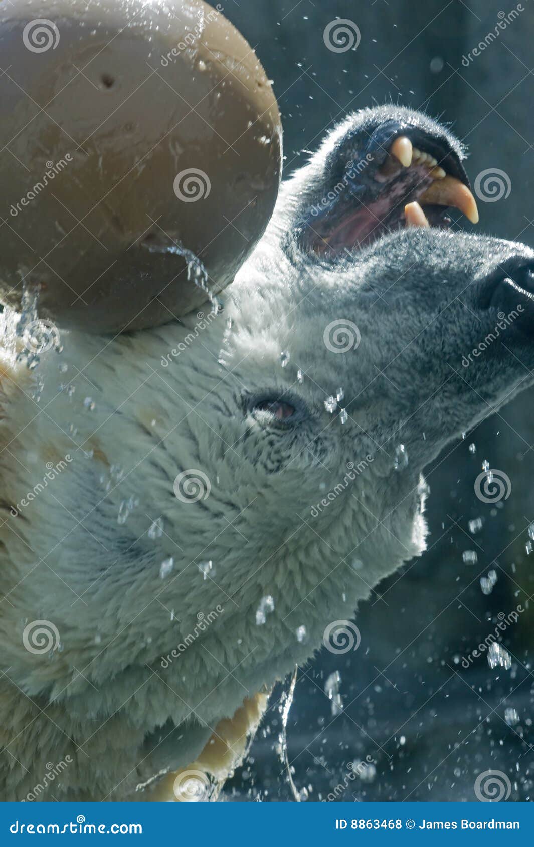 Polar Bear Playing with a Ball Stock Photo - Image of white, polar: 8863468