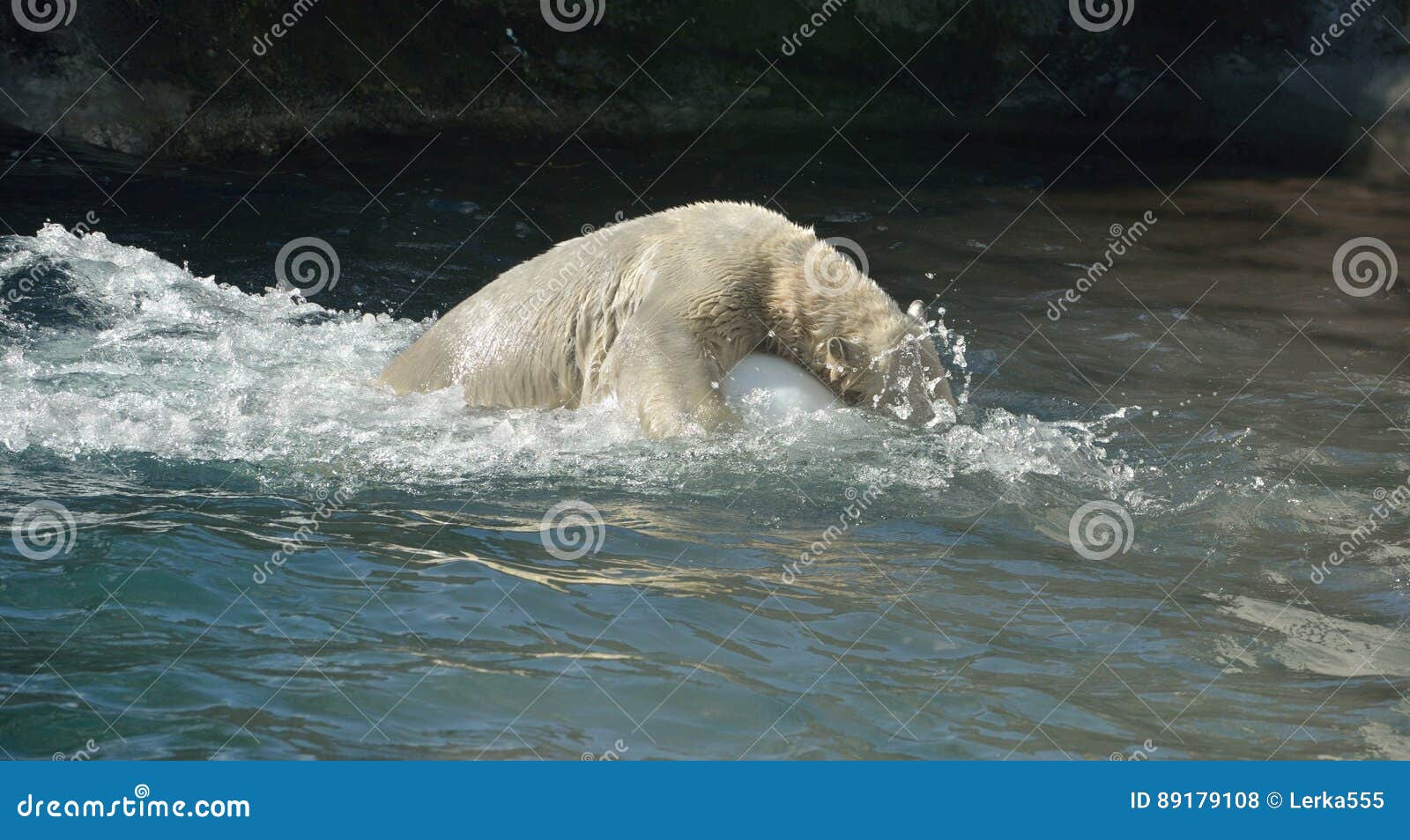 Polar Bear Playing with Ball Stock Photo - Image of polar, mammal: 89179108