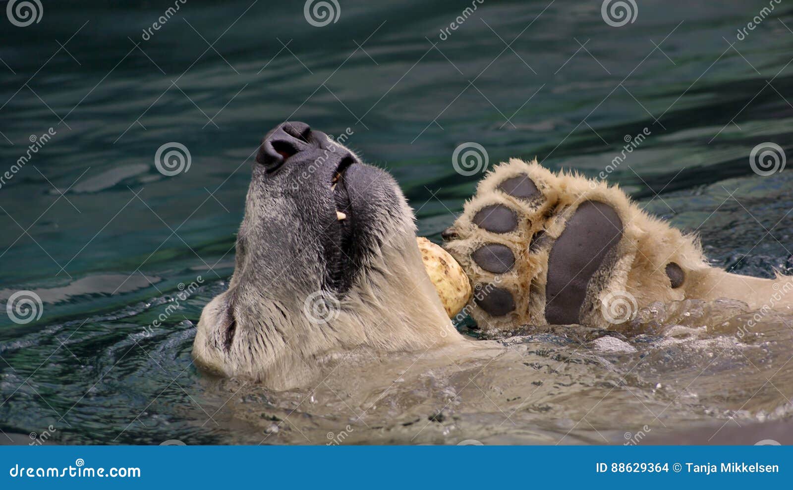 Polar bear swim stock photo. Image of hunt, carnivorous - 88629364