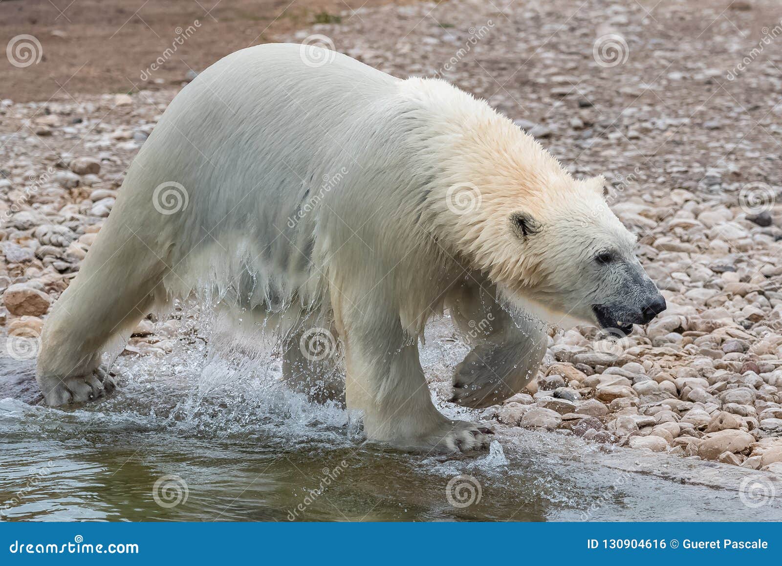 Polar bear stock photo. Image of power, drip, face, north - 130904616