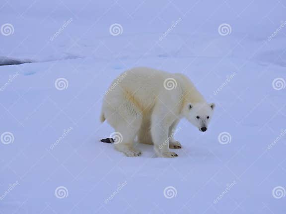 Polar bear poo-poo stock photo. Image of bear, polar - 82935018