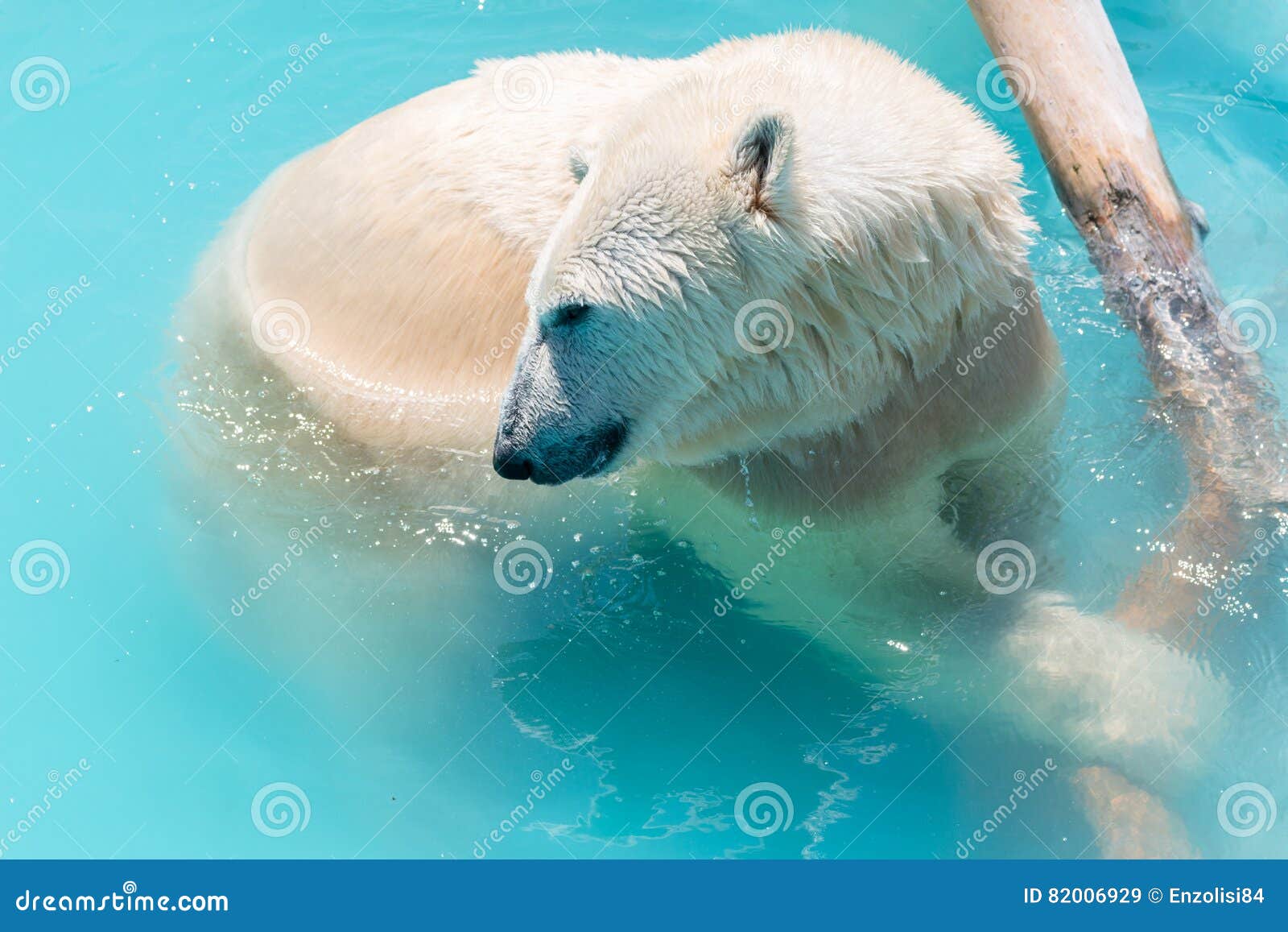 Polar Bear in the pool stock image. Image of white, cold - 82006929