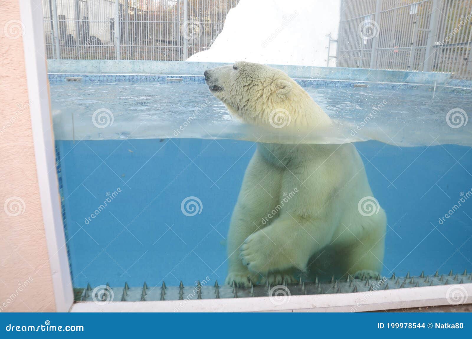 Polar Bear in a Pool Under Glass in a Zoo Stock Photo - Image of polar ...