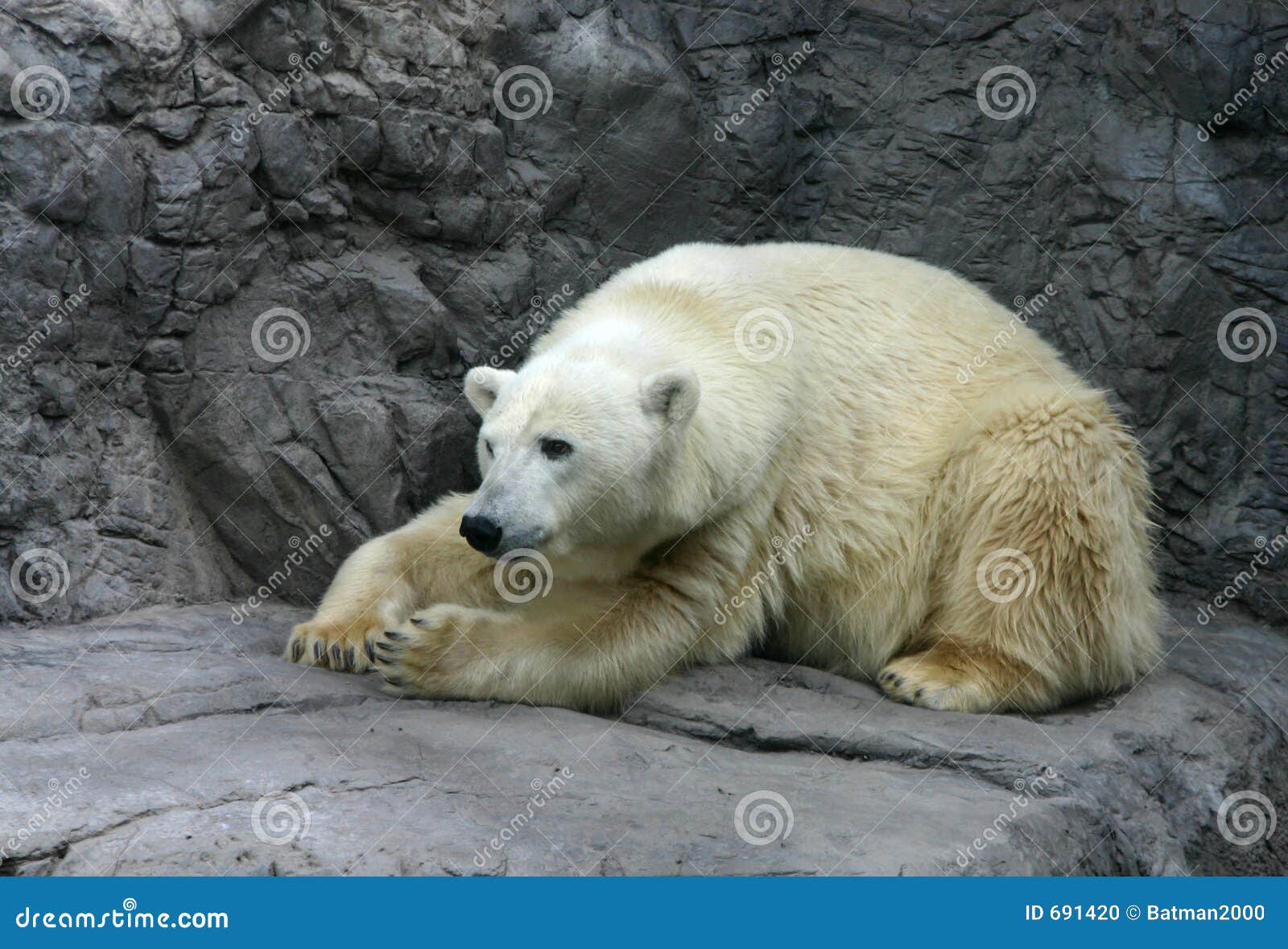 Polar bear resting stock photo. Image of wild, antartica - 691420