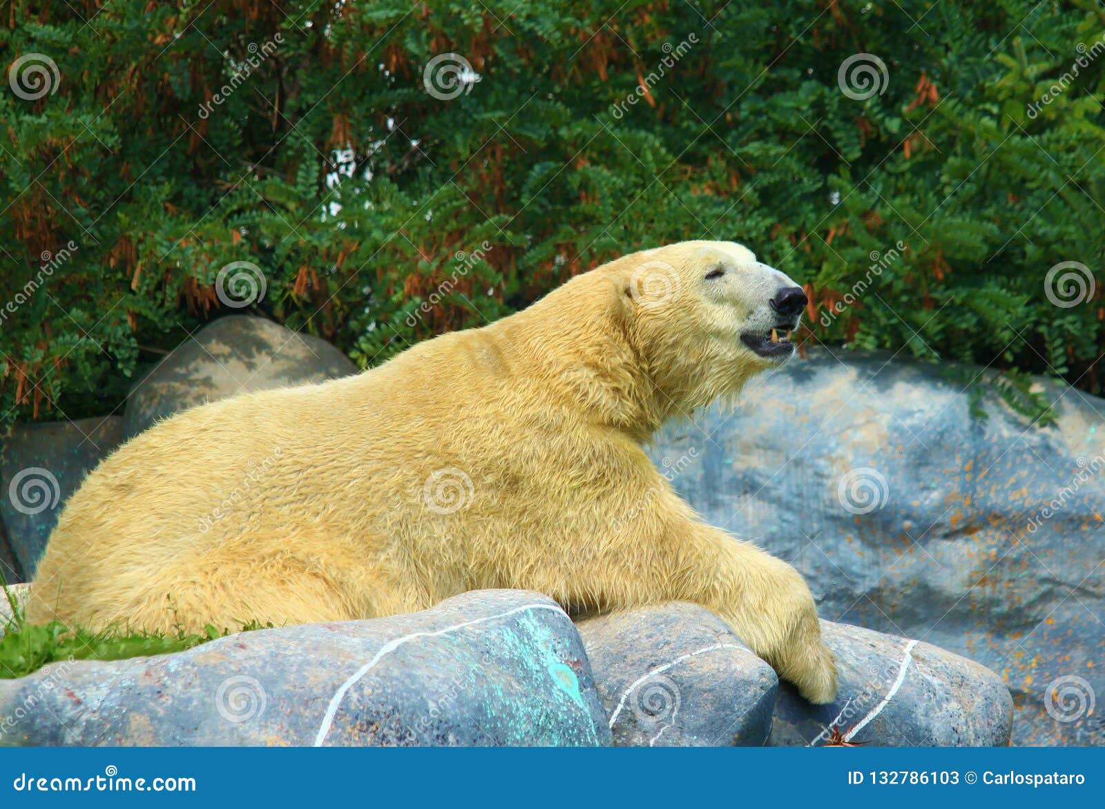 Polar Bear Resting on Rocks Stock Image - Image of maritimus, north ...