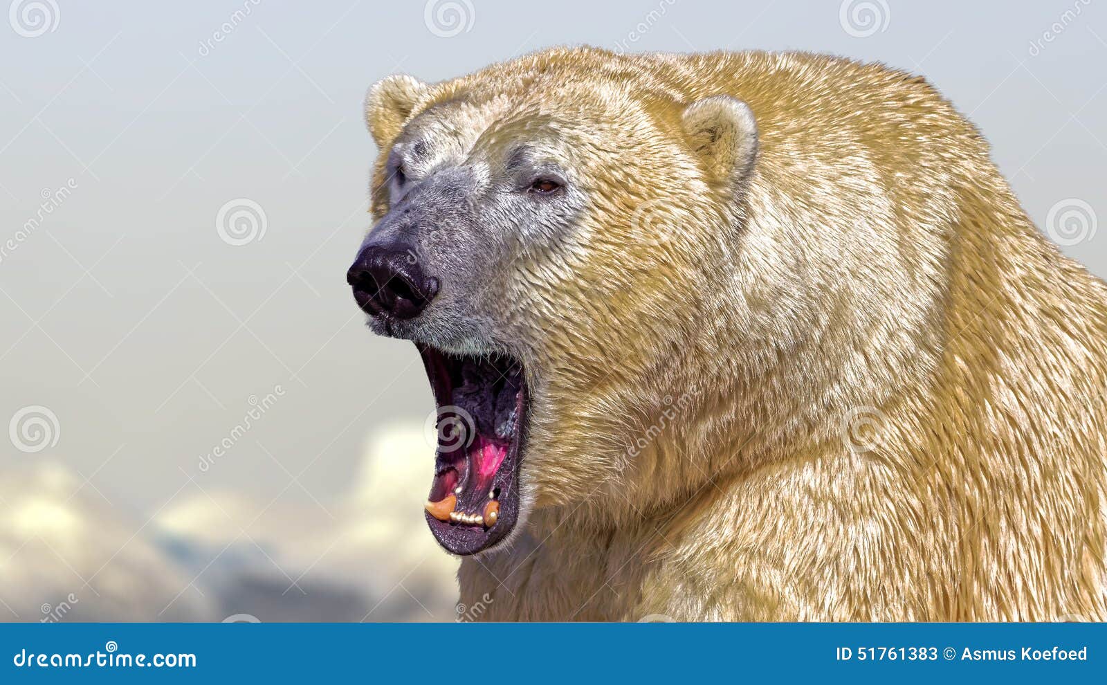 Polar Bear roar stock image. Image of roar, polar, bear - 51761383