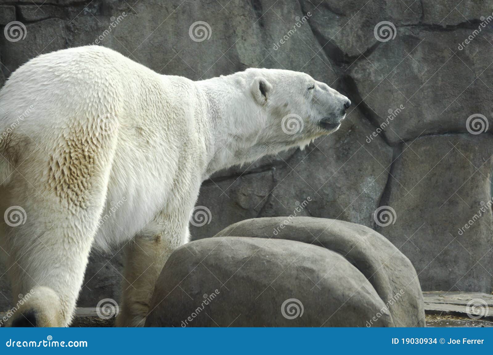 Polar Bear by Rock Wall stock photo. Image of furry, carnivore - 19030934