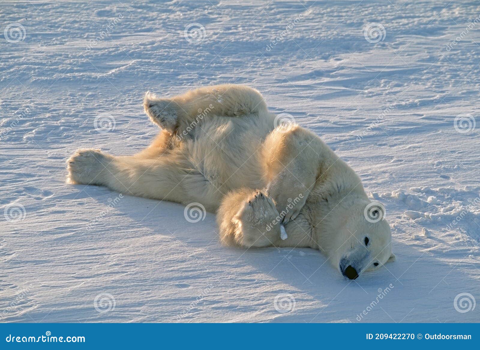 429 Bear Rolling Stock Photos - Free & Royalty-Free Stock Photos from ...