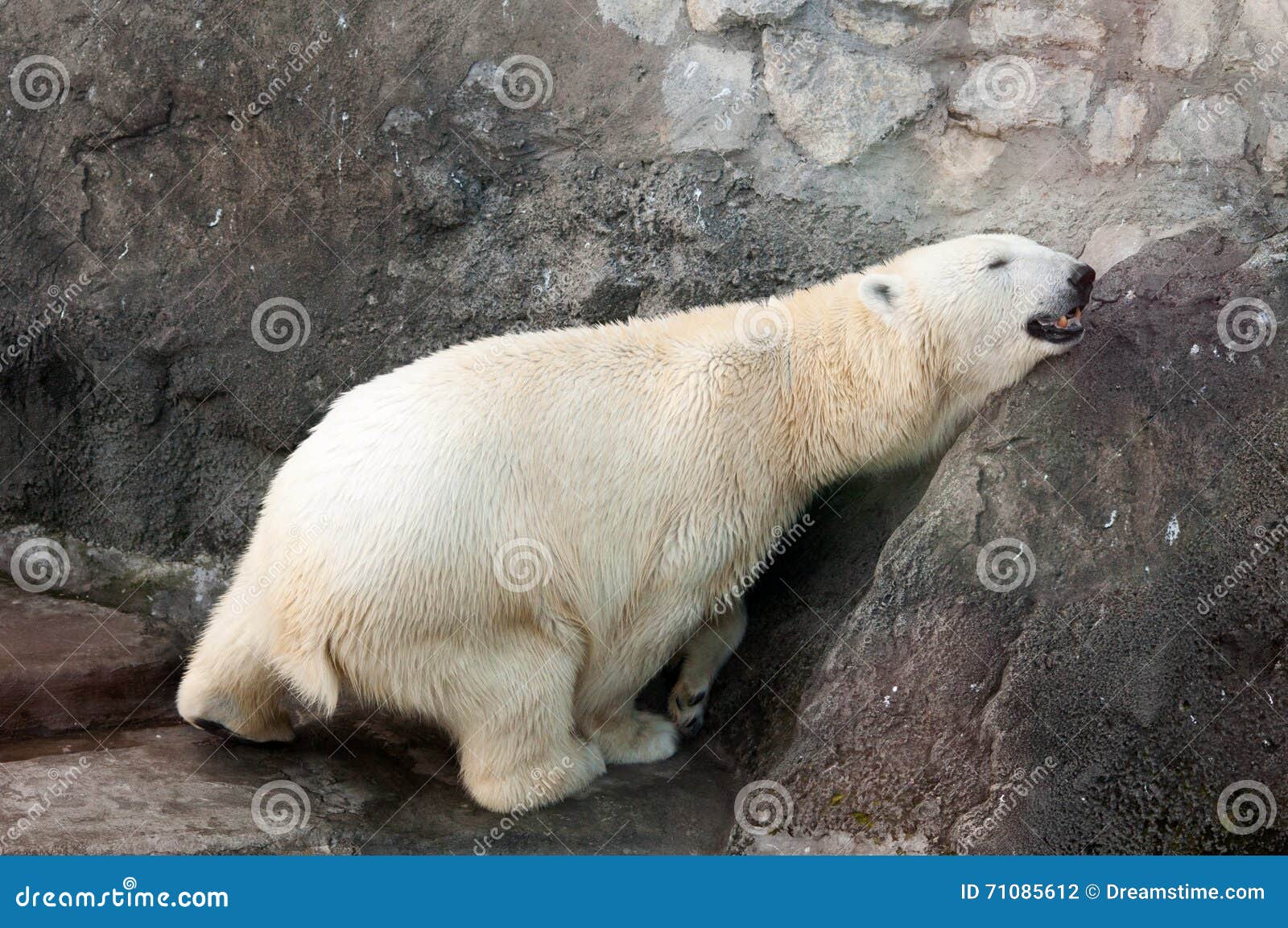 Polar bear stock photo. Image of scratching, marine, furry - 71085612