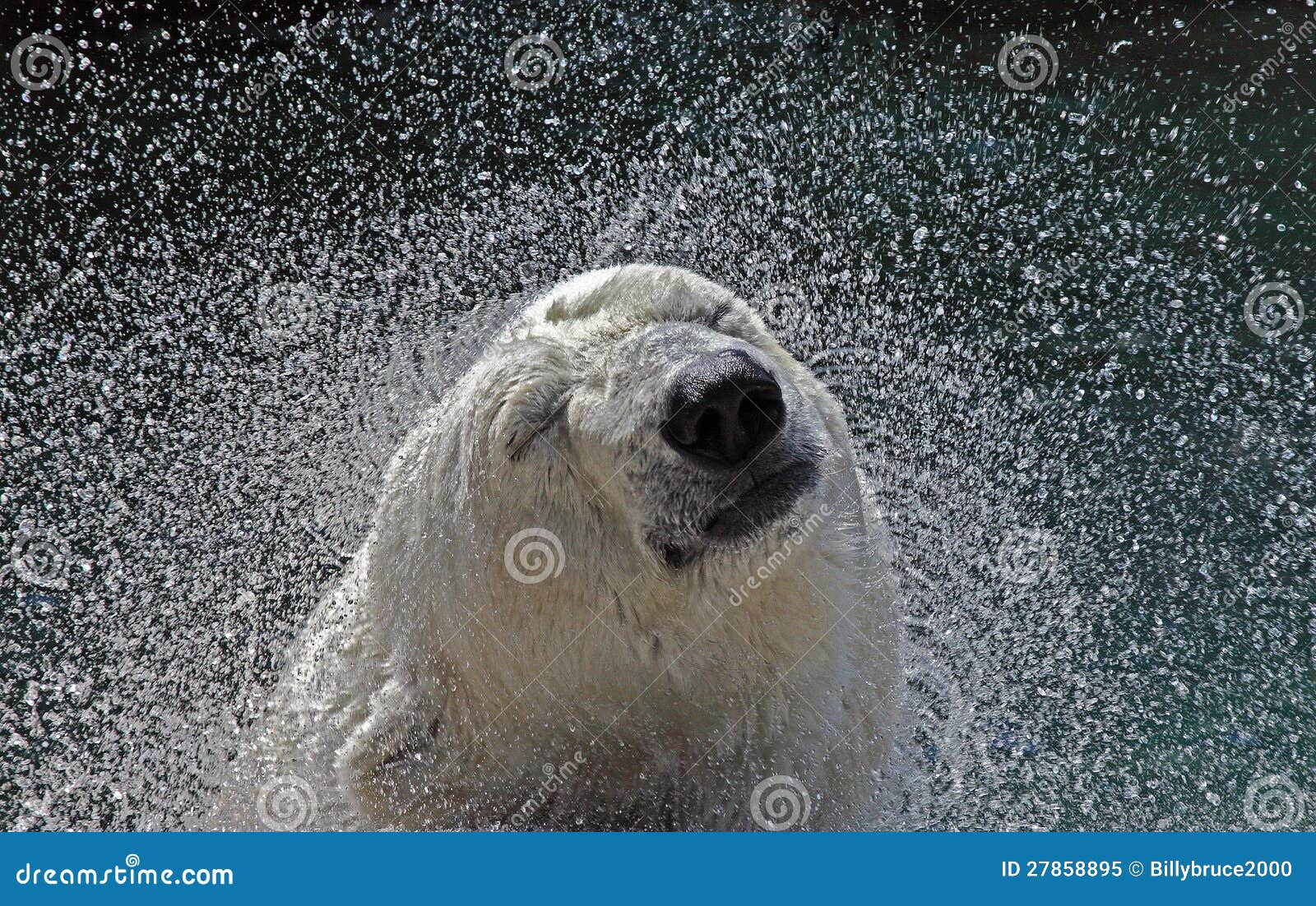 Polar Bear Shaking stock image. Image of frigid, wildlife - 27858895