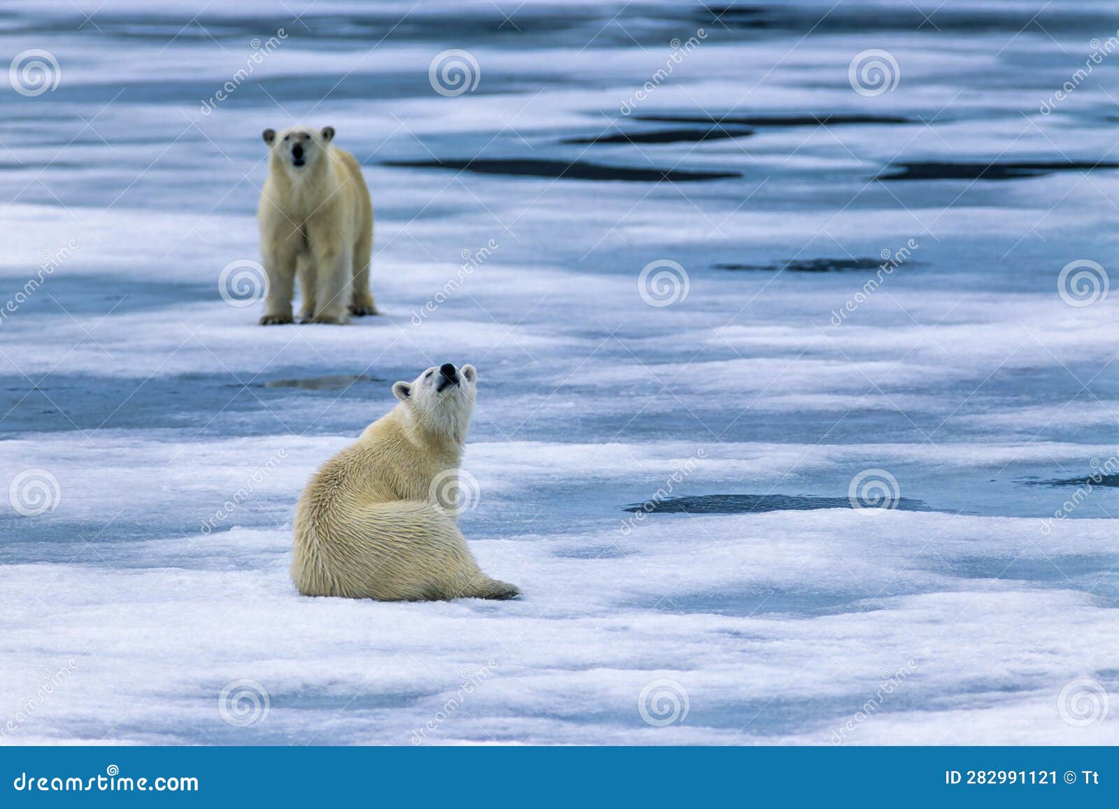 Polar Bear Sitting on the Ice and Sniffing in the Air Stock Image ...