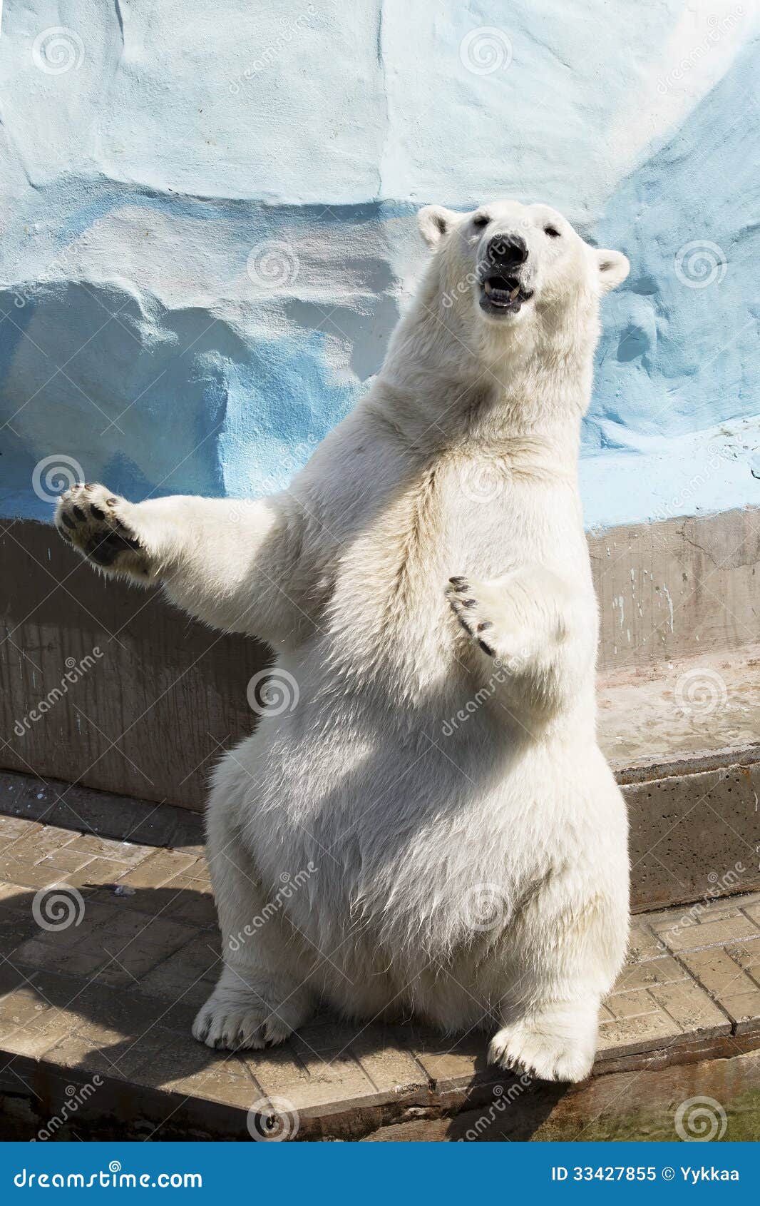 Polar bear sitting stock image. Image of funny, beautiful - 33427855