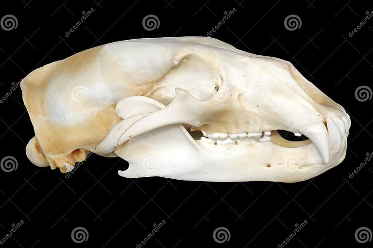Polar bear skull on black stock image. Image of mammal - 16615971