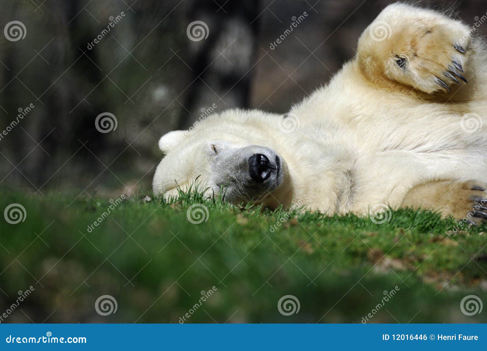 Polar bear sleeping stock photo. Image of grass, white - 12016446