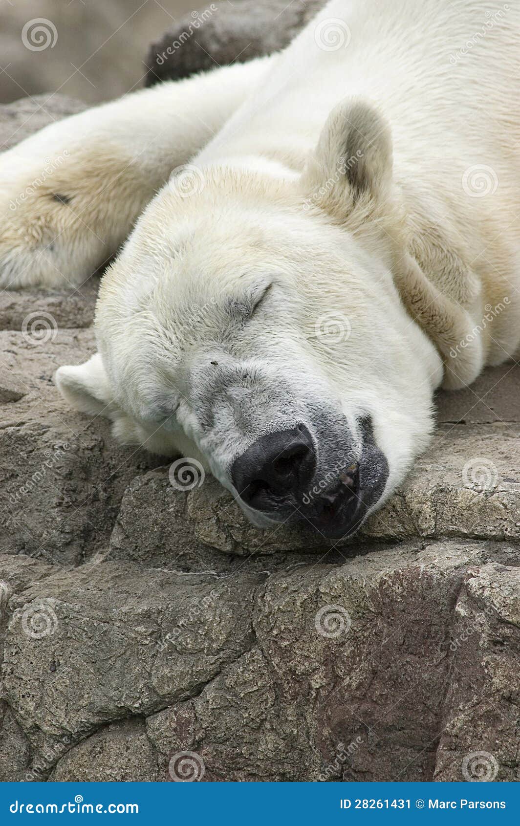 Polar Bear Sleeping stock image. Image of ursa, mammals - 28261431