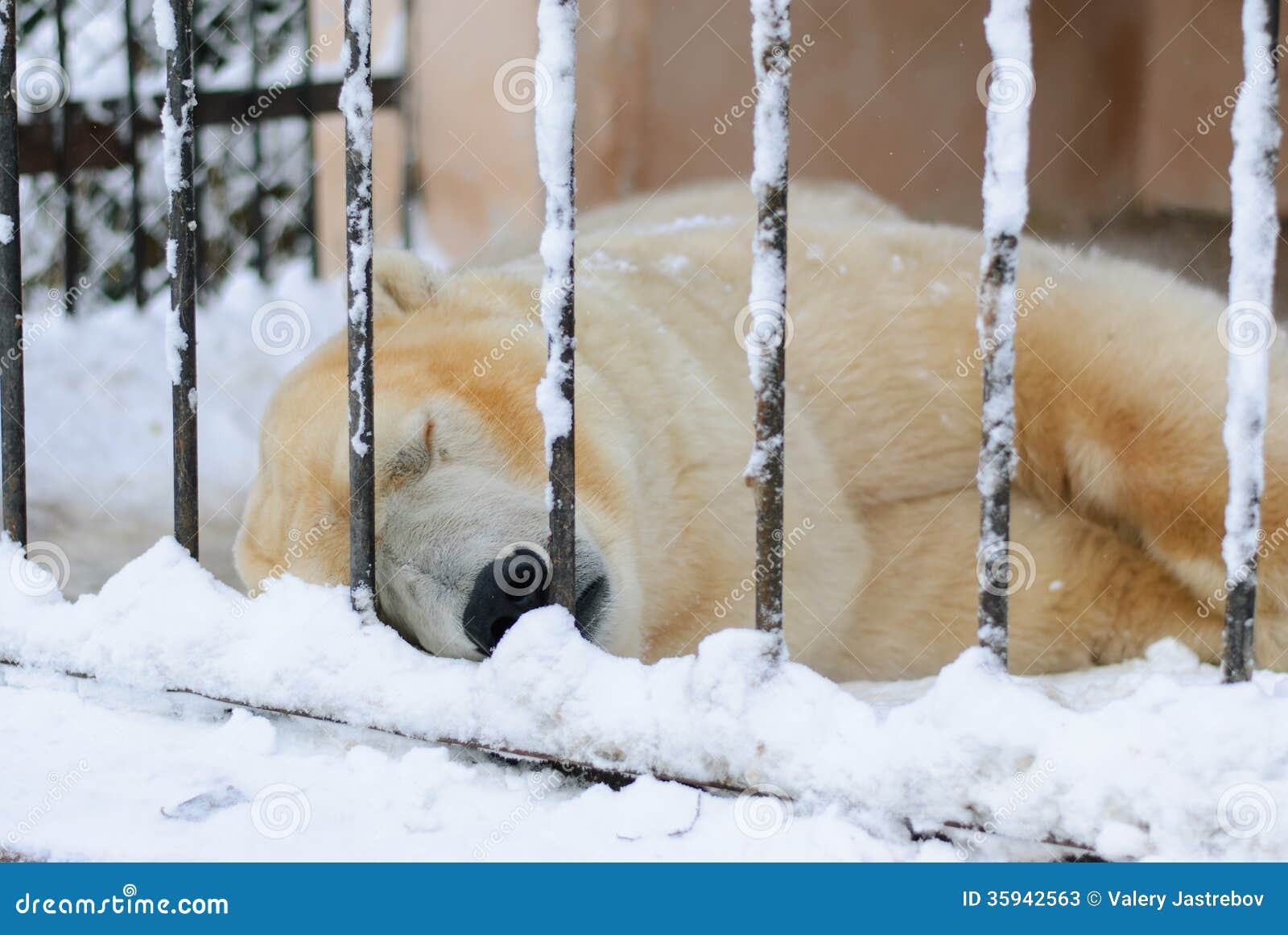 Polar Bear Sleeping in a Cage Stock Image - Image of trapped, cage ...