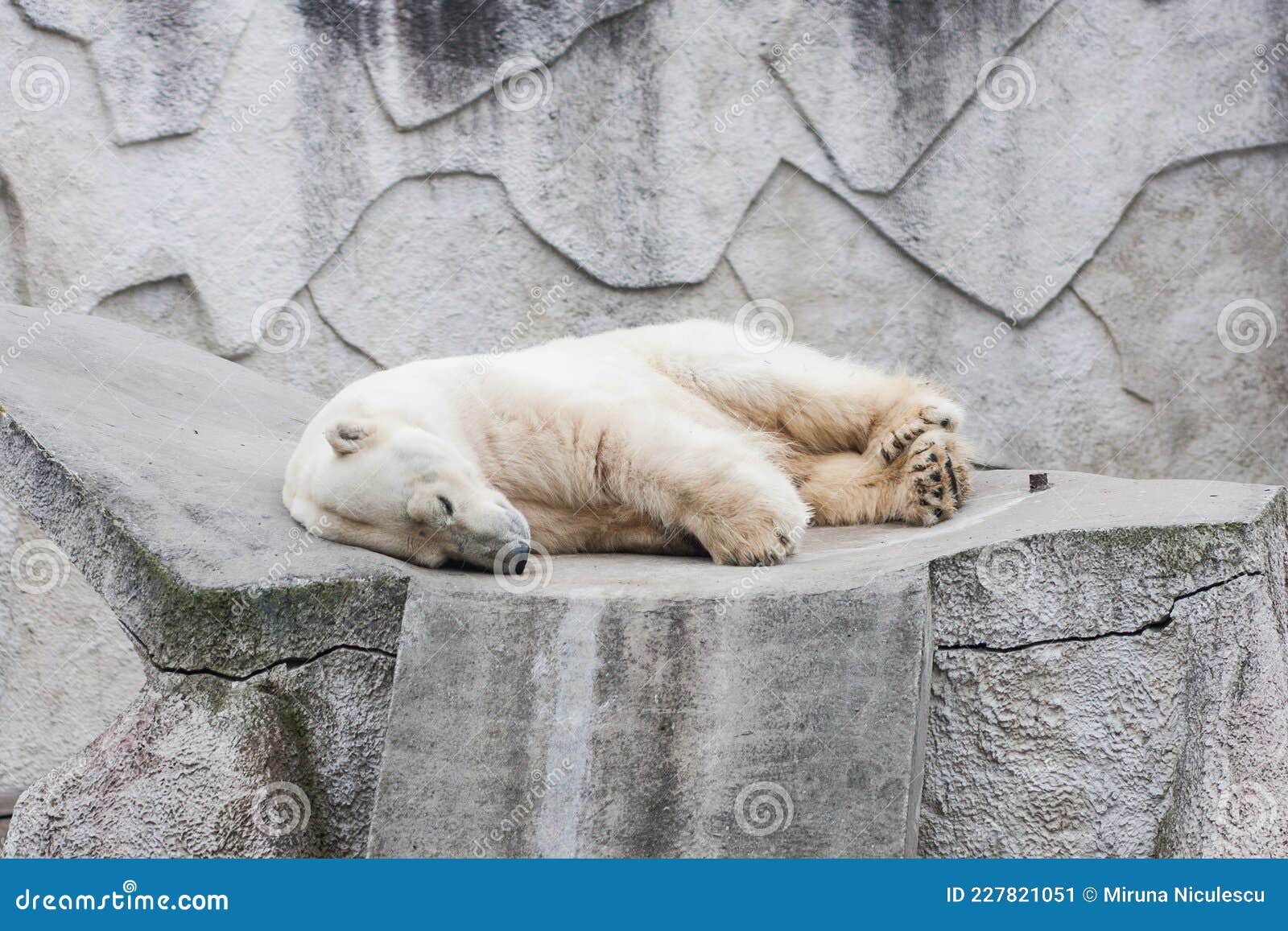 Sleeping Polar Bear at Riga Zoo, Latvia Stock Image - Image of animals ...