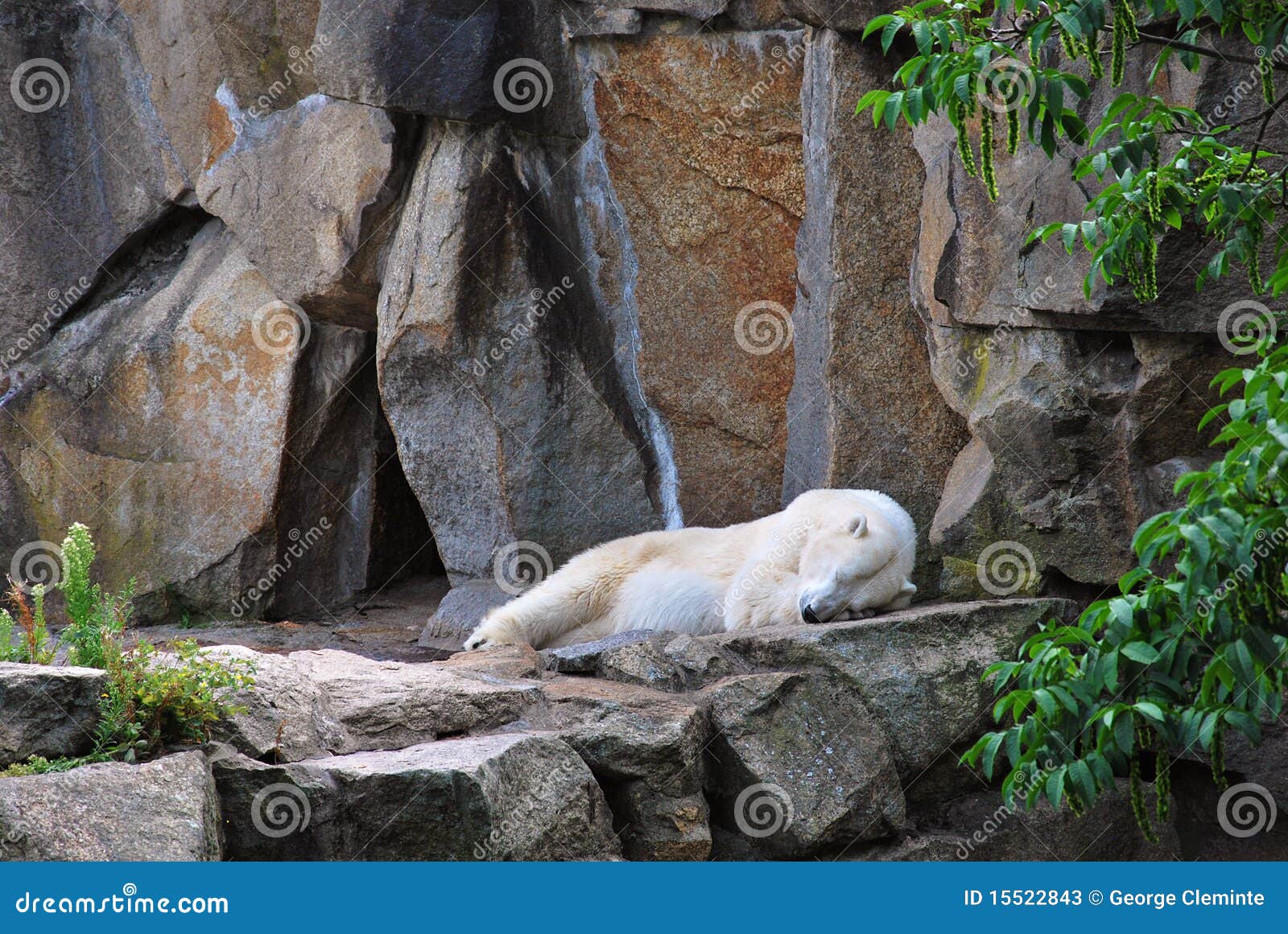 Polar Bear Sleeping Outside His Cave Stock Image - Image of sleep, cave ...